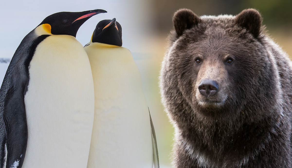 Survival Masters: 5 Animals That Could Survive Without Eating