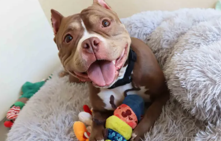 17 adorable Dogs Trust canines looking for their forever homes right ...