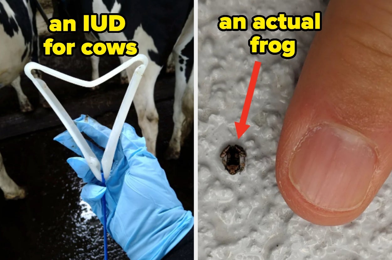 24 Mind-Blowing, Size Comparison Photos That'll Change Your Perception ...