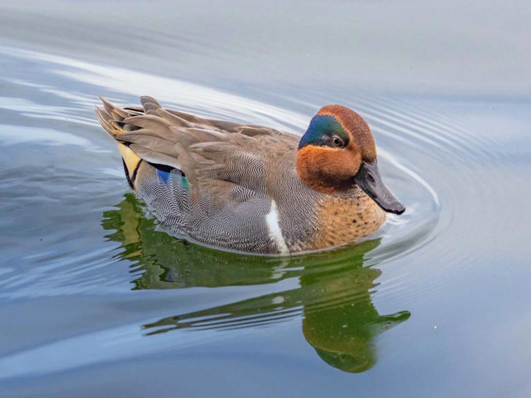 Birdwatching Bliss: 7 Saltwater Lakes You Must Visit Near Goa