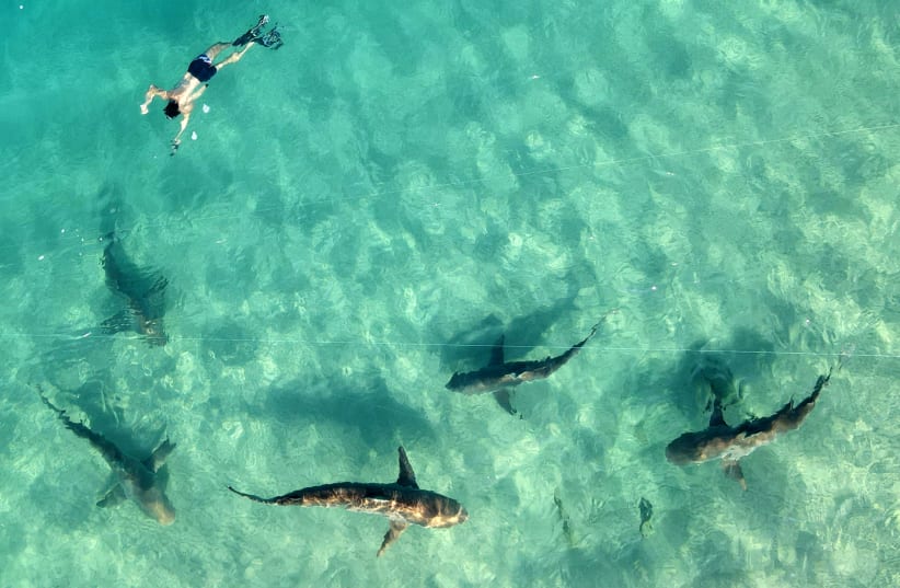 Two sharks spotted at Beit Yanai Beach