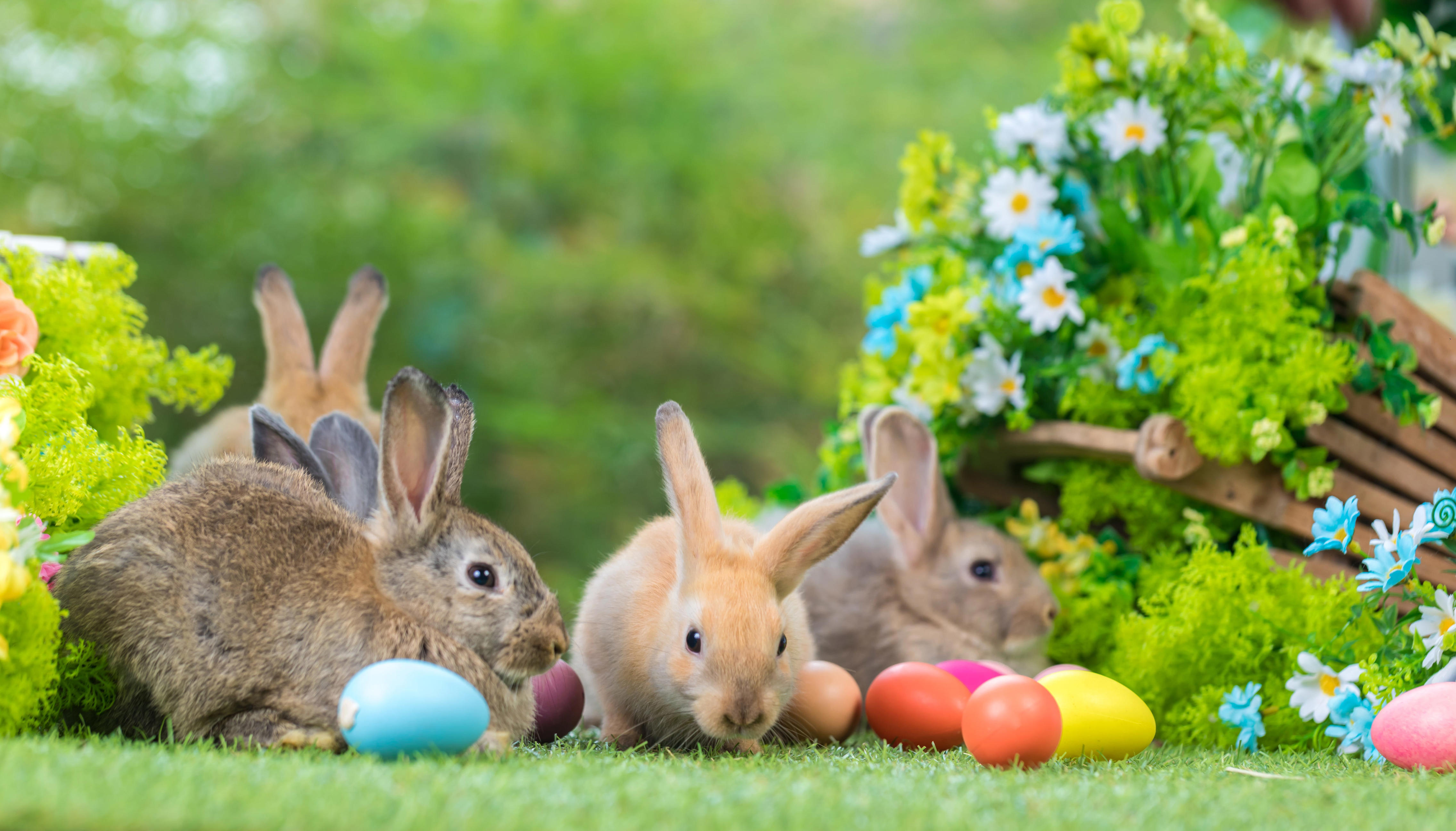 Tracing the Origins of Easter Traditions: From Eggs to the Easter Bunny
