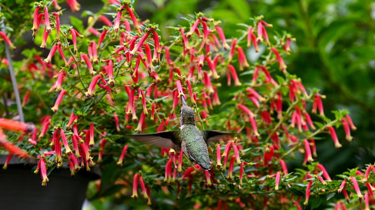 The 13 Best Types Of Tubular Flowers To Lure Hummingbirds To Your Yard
