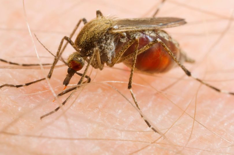 Yellow fever symptoms as Foreign Office alerts to increased risk in one ...