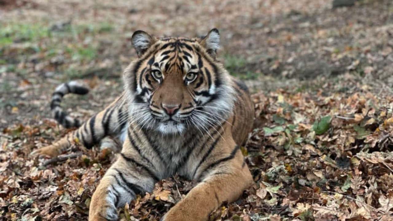 Zoo Atlanta welcomes critically endangered Sumatran Tiger