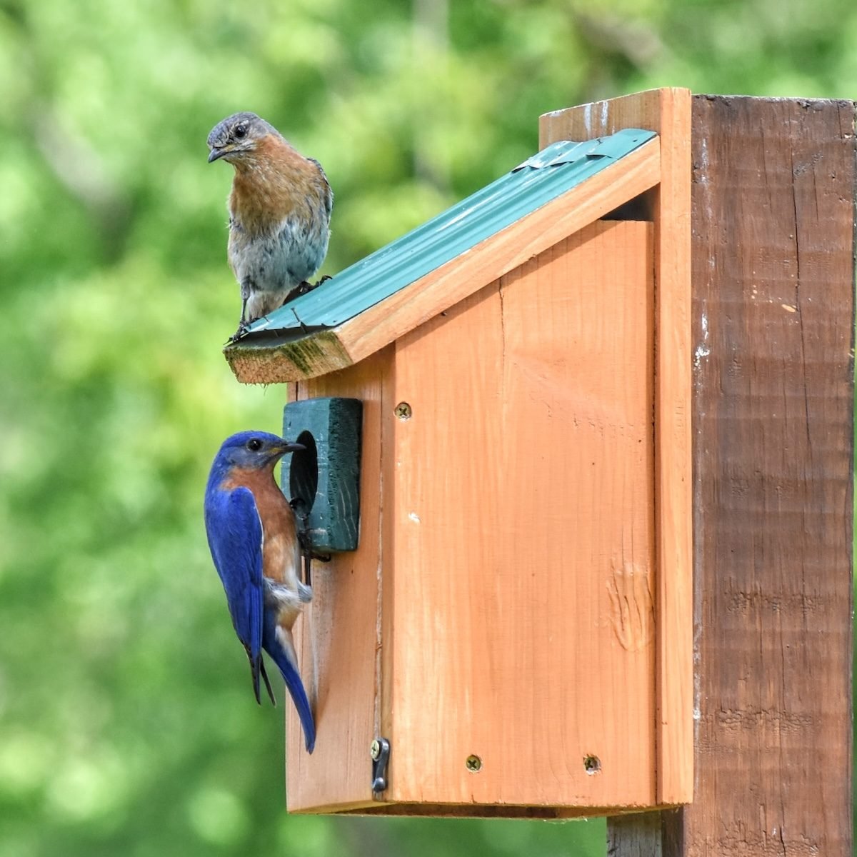 How to Choose the Best Birdhouse to Attract Nesting Birds