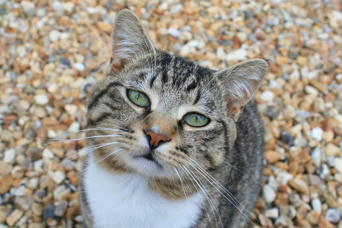 Your cat knows things. Strange things. And they’ve been trying to warn ...