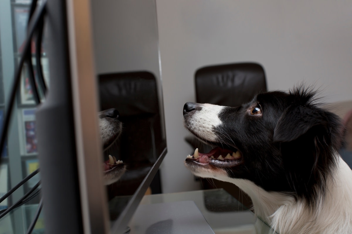 Brave Border Collie Tries to Save TV Damsel in Distress and It’s the ...