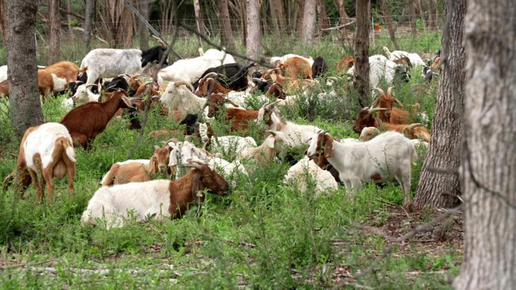 Baaaaaad vegetation: Here's why you'll see a couple hundred goats ...
