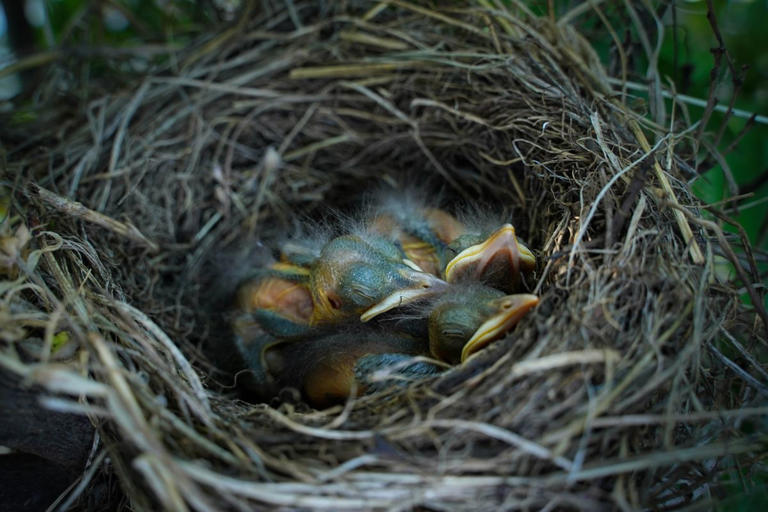 What to Do When You Spot a Baby Bird Outside Its Nest