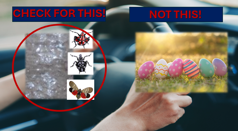 Why you need to check your car for eggs? No not, Easter eggs but for flies