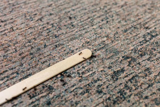 Does vinegar actually get rid of ants? Pest pros break down what works ...