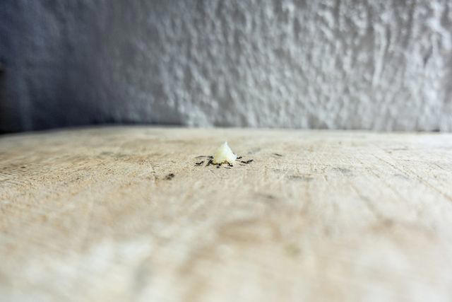 Does vinegar actually get rid of ants? Pest pros break down what works ...