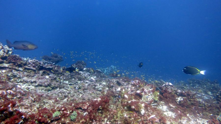 Ocean acidity crosses vital threshold, study finds