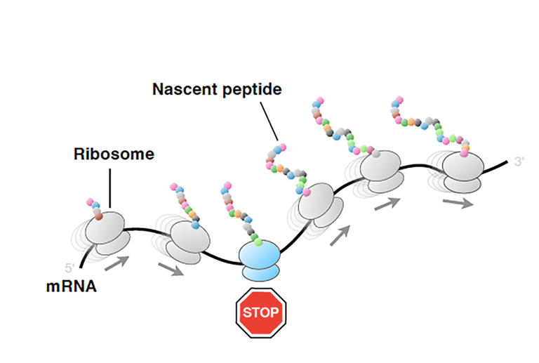 Mini-hairpin peptide structure found to stall protein synthesis in E. coli
