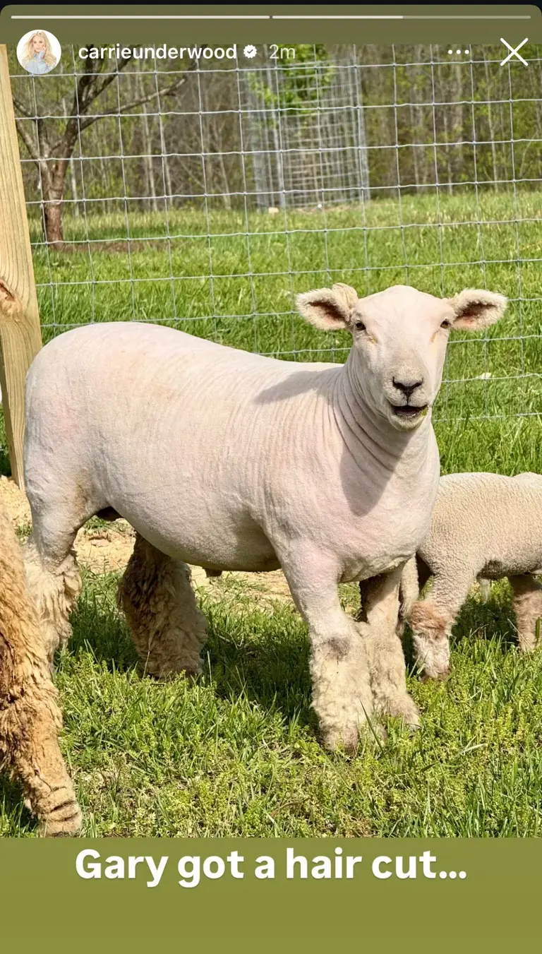Carrie Underwood’s Sheep Gary Got a Big Dumb Haircut