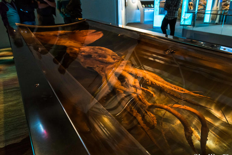 Colossal Squid Caught on Camera in Deep Sea for First Time