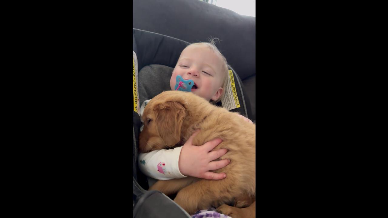Squishy Hands Snuggle Golden Puppy