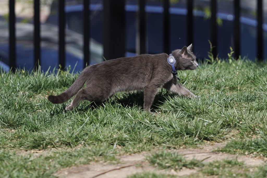 AP PHOTOS: Cat wanders onto the White House grounds and joins the press ...