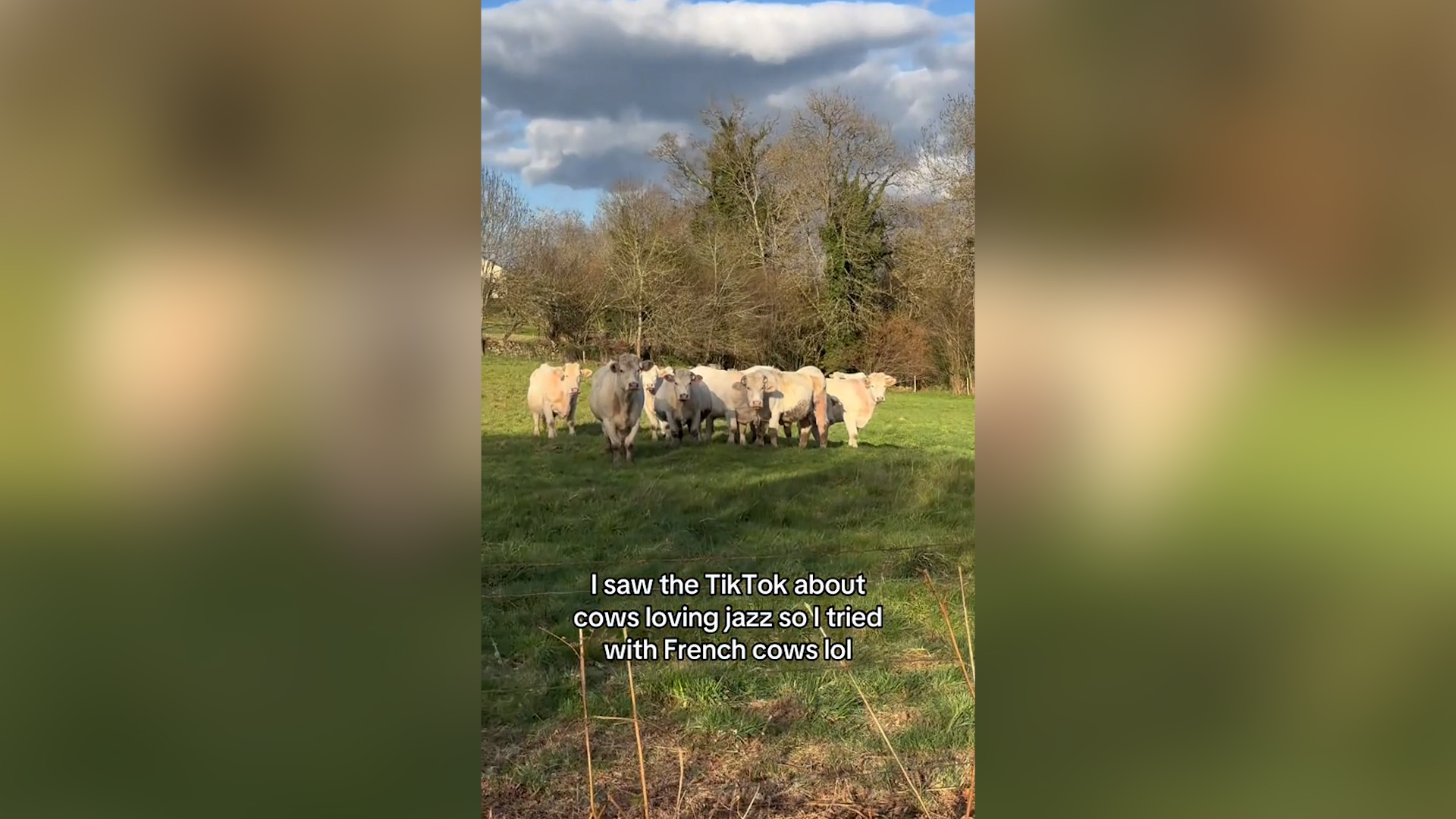 Hilarious Moment Cows Respond To Jazz Music