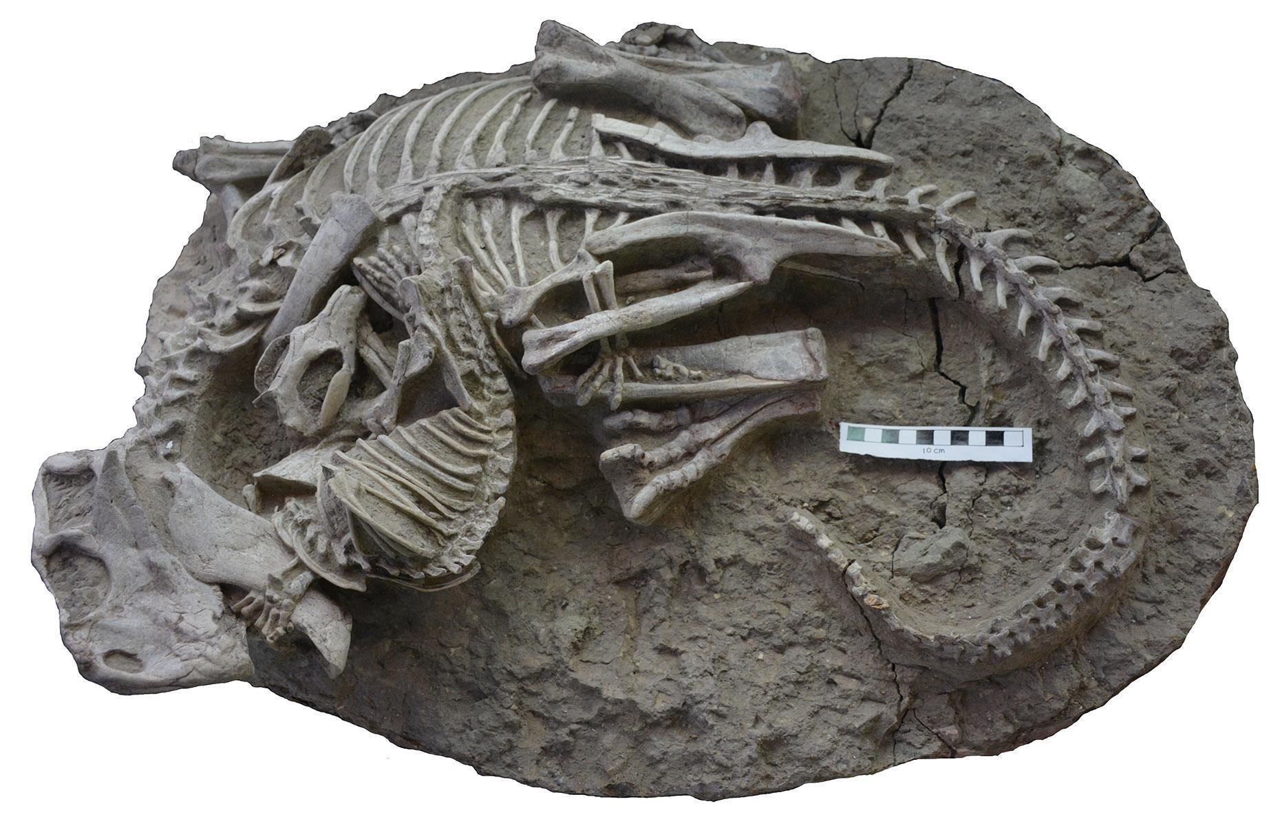The 30 most FASCINATING fossil finds from recent years