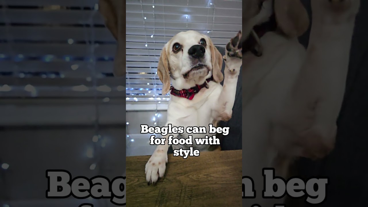 Beagle facts that many dog lovers never knew
