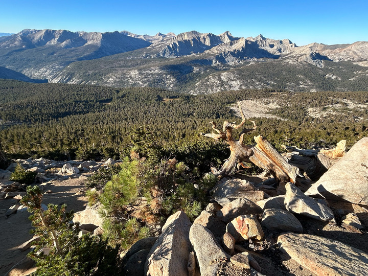 California trees rarely grew higher than 12,000 feet. Now one species ...