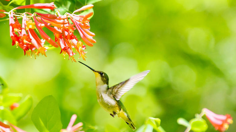The 13 Best Types Of Tubular Flowers To Lure Hummingbirds To Your Yard