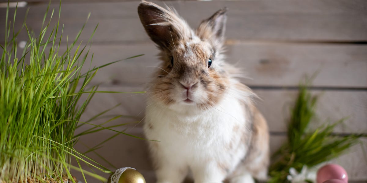 What Are the Easter Bunny's Origins? The History of the Famous Fluffy Bunny