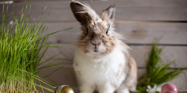 What Are the Easter Bunny's Origins? The History of the Famous Fluffy Bunny