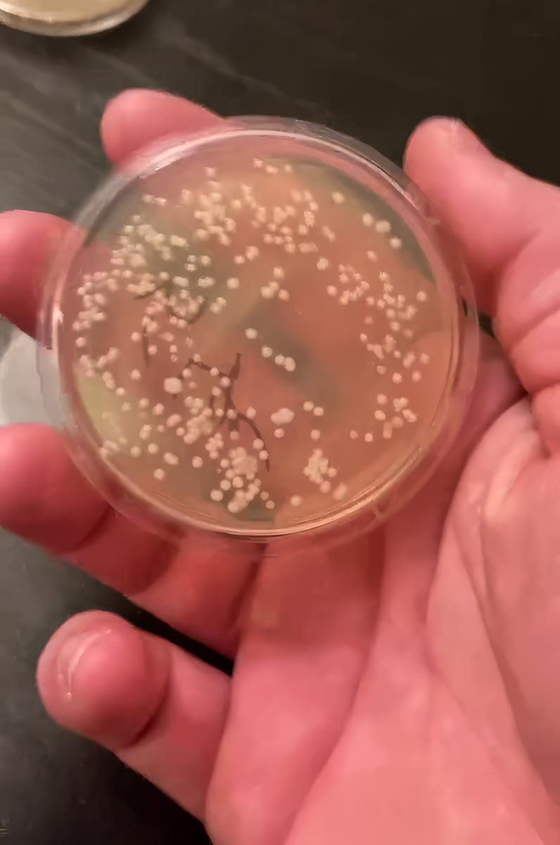 5-Sekunden-Regel: Darfst du essen, was runtergefallen ist?