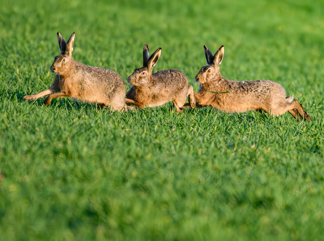 United Airlines Plane Catches on Fire After 'Rabbit Strike'