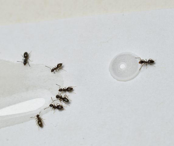 Does vinegar actually get rid of ants? Pest pros break down what works ...