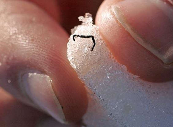 Scientists Found a Worm That Can Live Inside Ice Scientists Found a Worm That Can Live Inside Ice