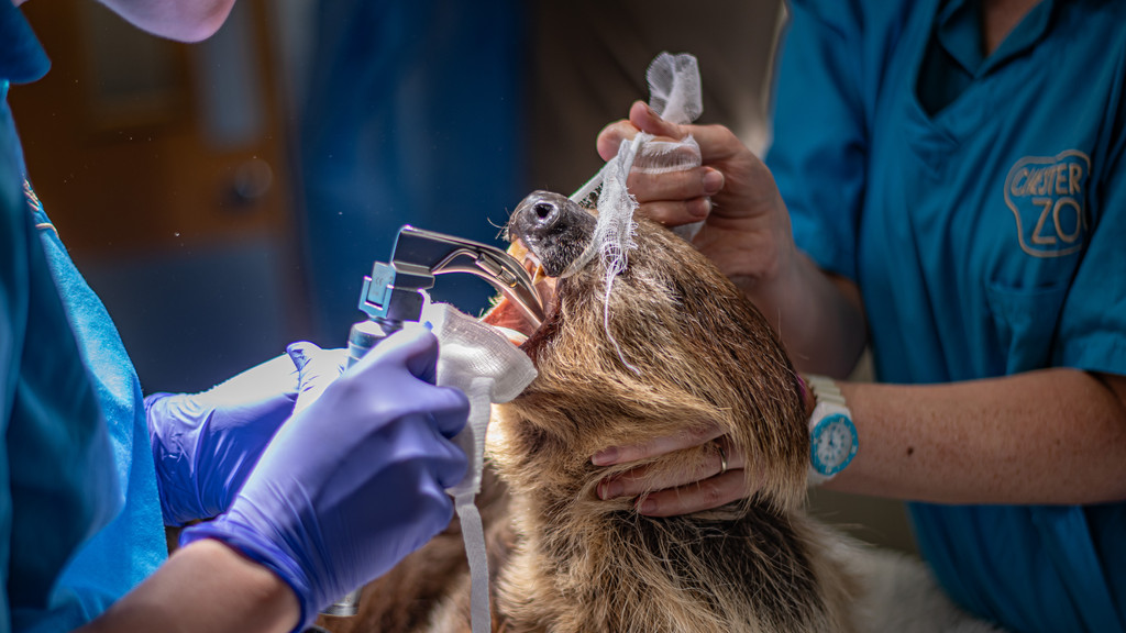 Rico The Sloth On The Mend After Pioneering Dental Surgery