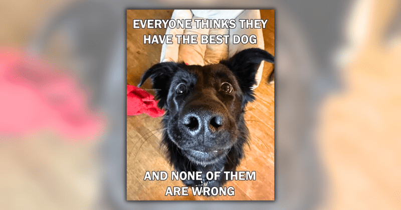 25 Good Memes for Good Boys and Girls and Their Hooman Pawrents