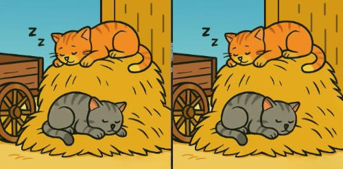 Spot the 3 Differences in Cats Napping on Haystack Beat the 29-Second ...