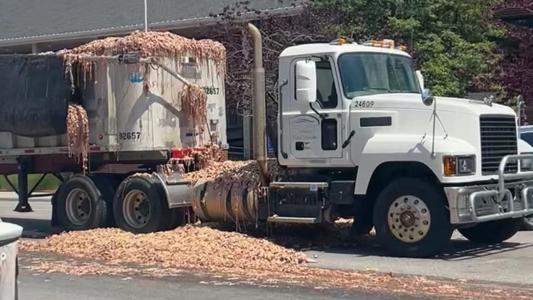 Messy mishap: Truck hauling chicken parts spills load on Guntersville road