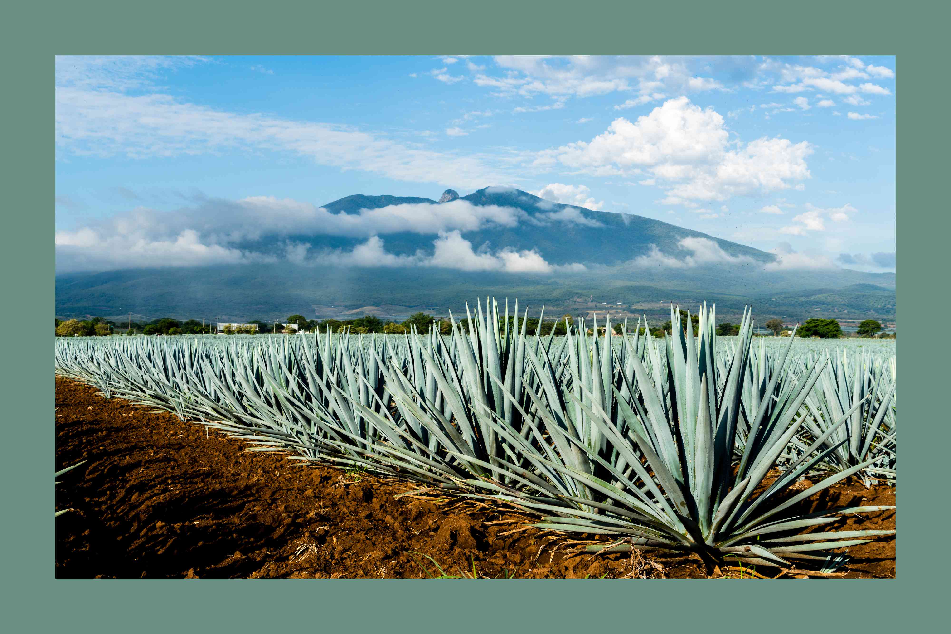 A Beginner’s Guide to the Agave Species Used to Make Mezcal