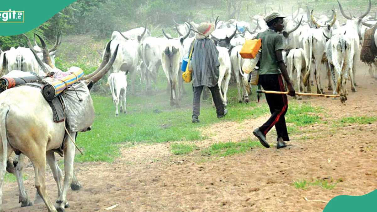 Tragedy as gunmen ambush, kill herdsmen in Plateau