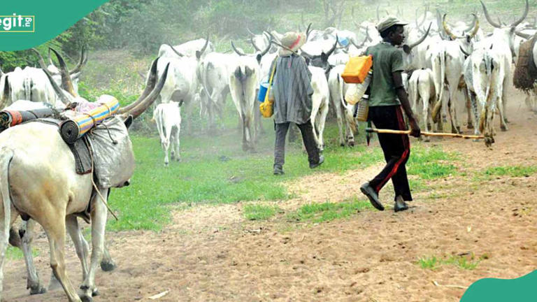 Tragedy strikes as 2 security operatives killed in fresh herdsmen attack