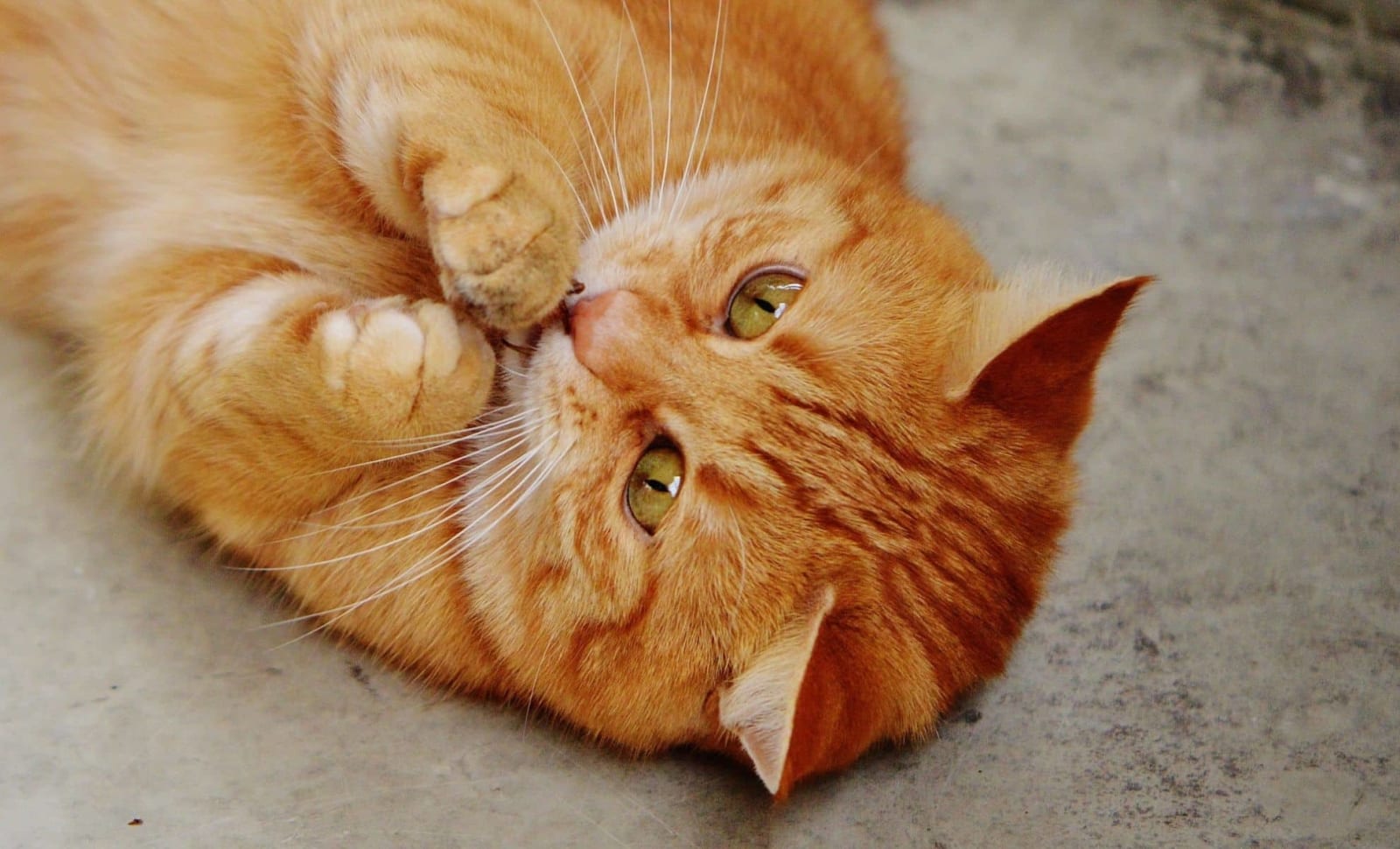 Why Orange Cats Are Almost Always Male, New Genetic Research Reveals