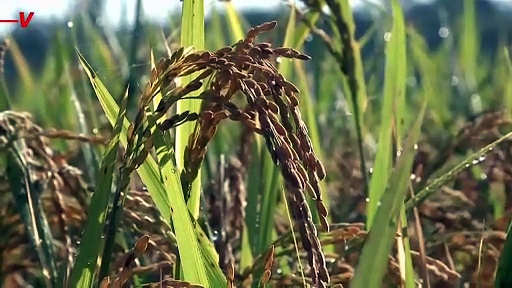 Climate Change Set to Increase Toxic Arsenic Levels in Rice