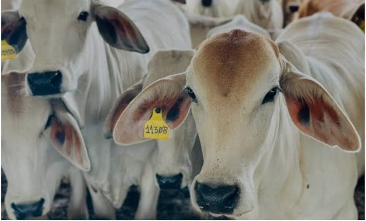 Salud confirma el primer caso miasis por gusano barrenador en una mujer ...