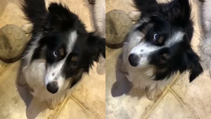Dog’s Big Head Tilt Is Too Cute to Miss