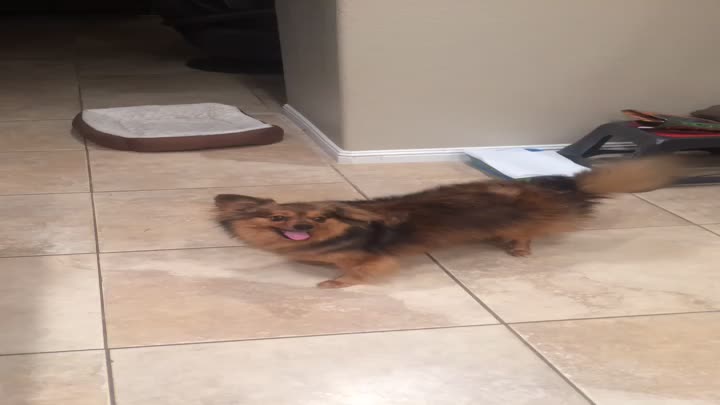 Watch This Dog Play Dead on Command