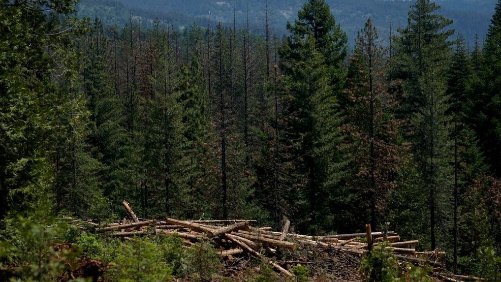Trump's timber expansion order sparks environmental concerns in ...