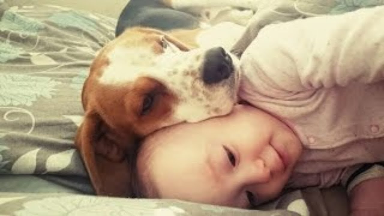 Protective dog bonds with human best friend