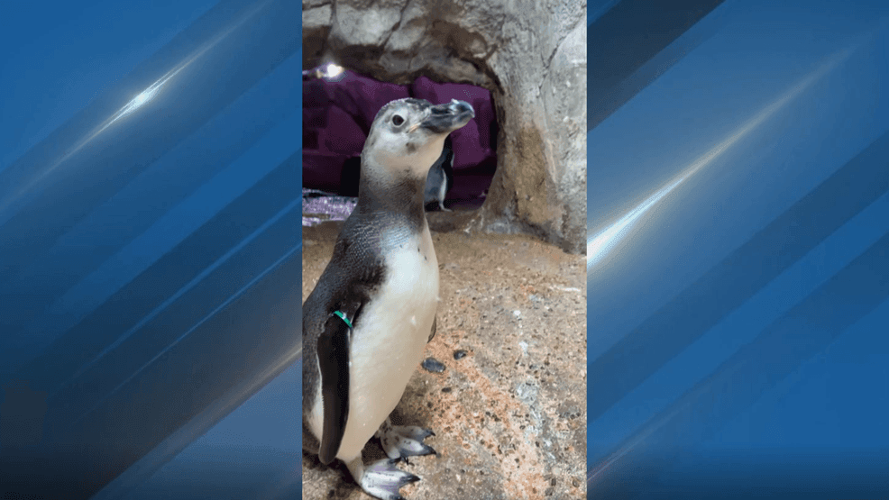 John Ball Zoo penguin named 'World's Most Popular Penguin' in ...