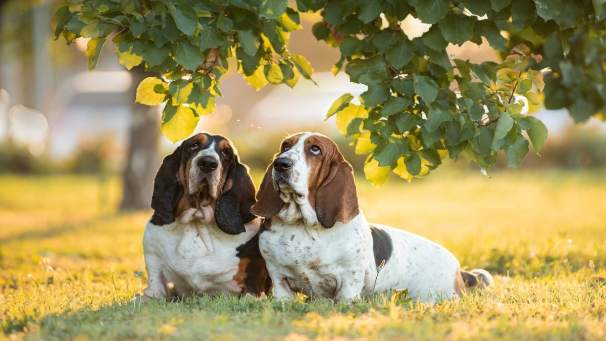Basset Hound Overcome with Pure Love Upon Meeting New Puppy Sibling